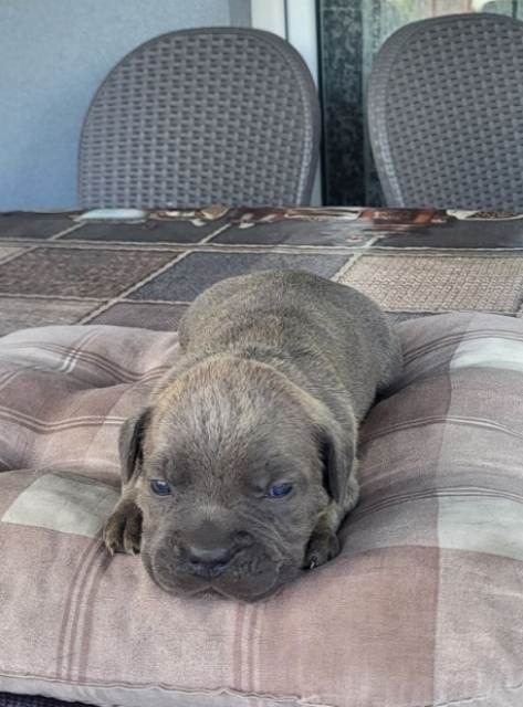 Cane Corso, rezervacija štenaca