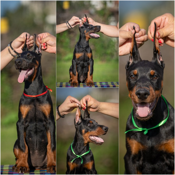 Doberman PRELEPI štenci