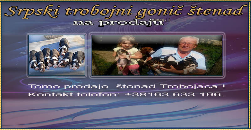 Srpski Trobojni Gonič