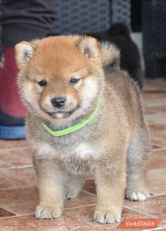 Shiba Inu štenci