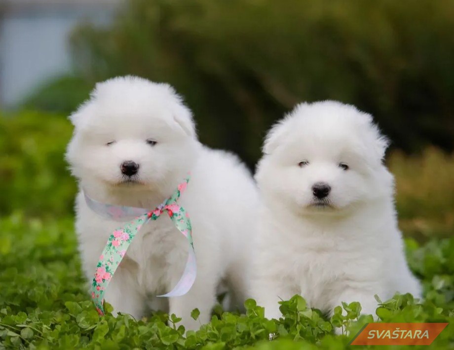 Samojed i Sibirski Haski štenci