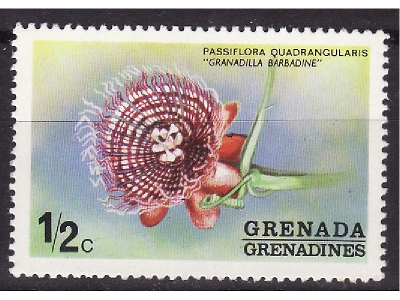 Grenada - cveće