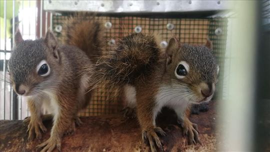 Veverica kanadska riđa (crvena)
