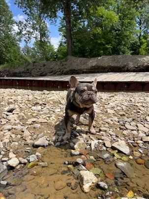 Francuski buldog, odrastao pas Paranje