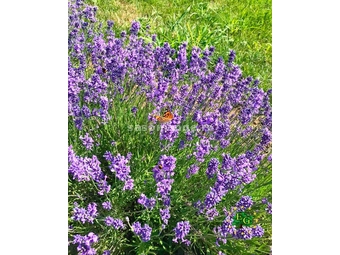 Lavanda - Lavandula latifolia