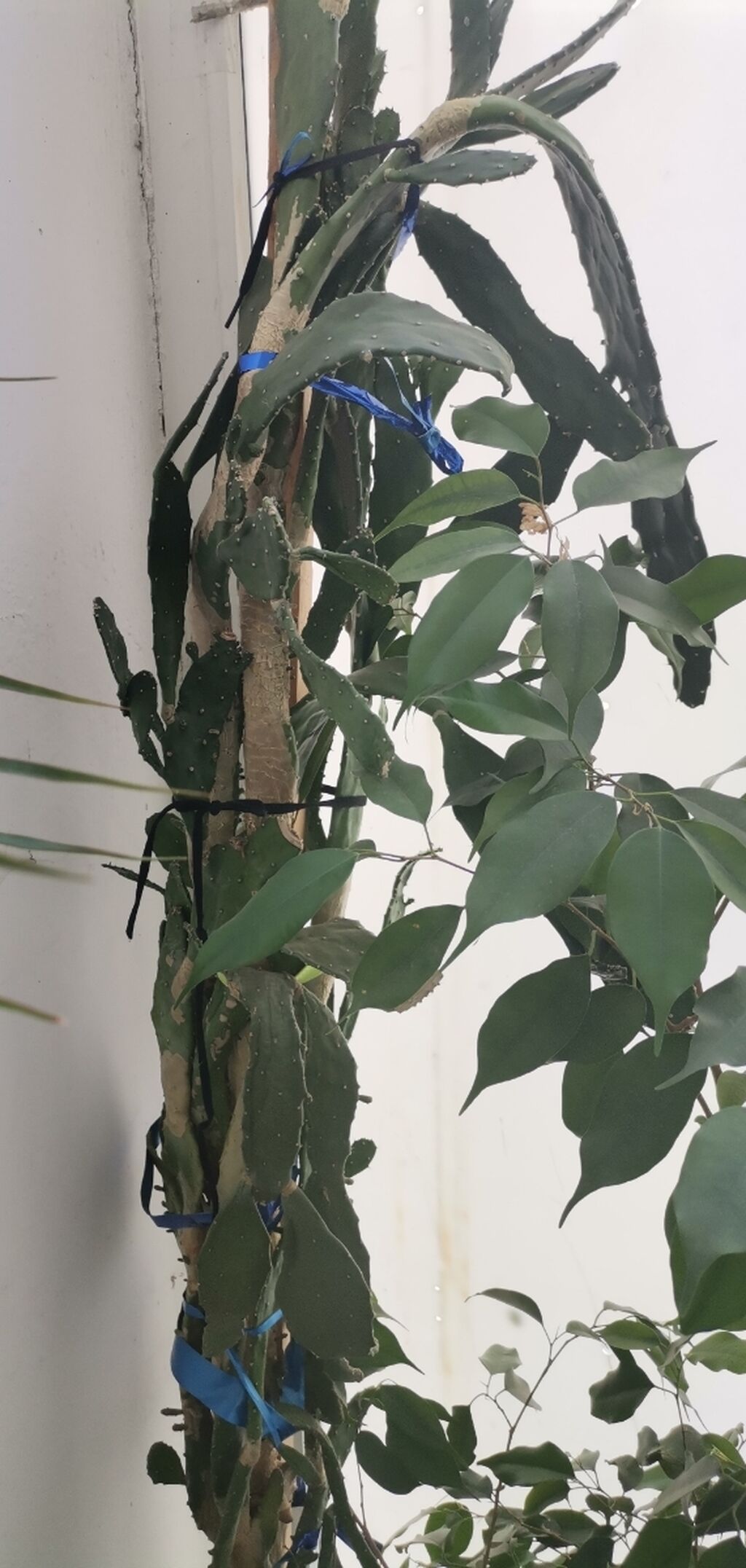 Kaktus star 10 godina, preko 2 m visine. Idealan za kancelarije i