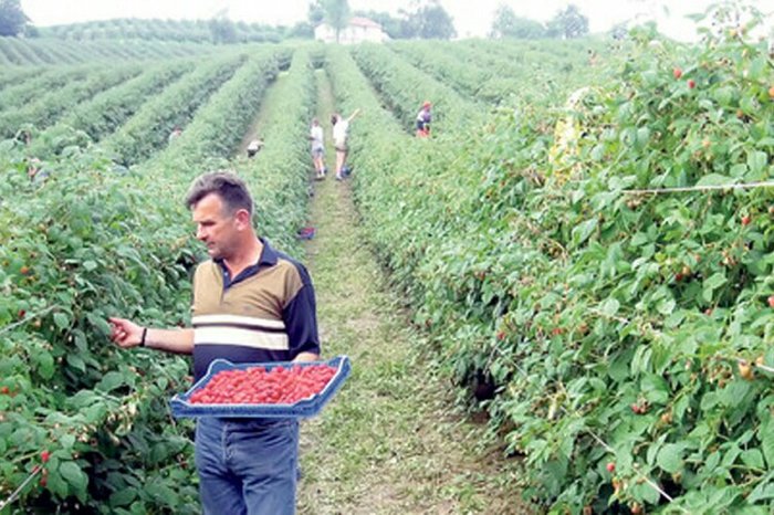 Potrebni radnici za berbu malina u okolini Arilja. Obezbedjen smestaj