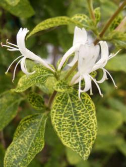Lonicera japonica