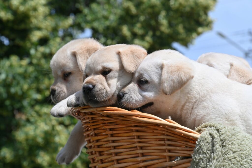 Labrador retriver prelepi štenci