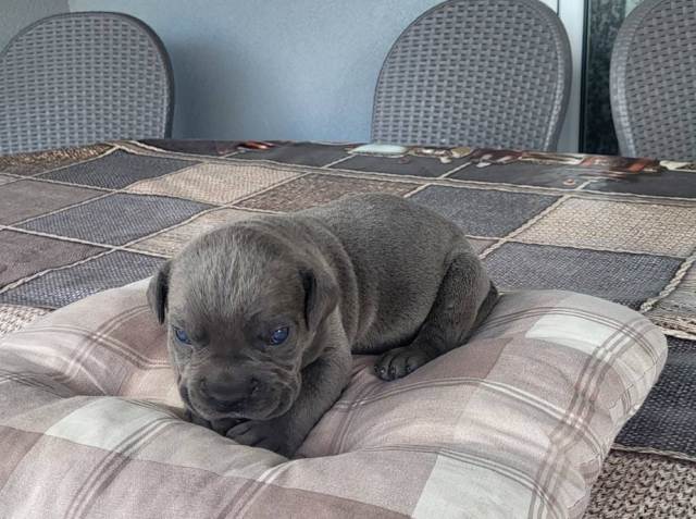 Cane Corso, rezervacija štenaca