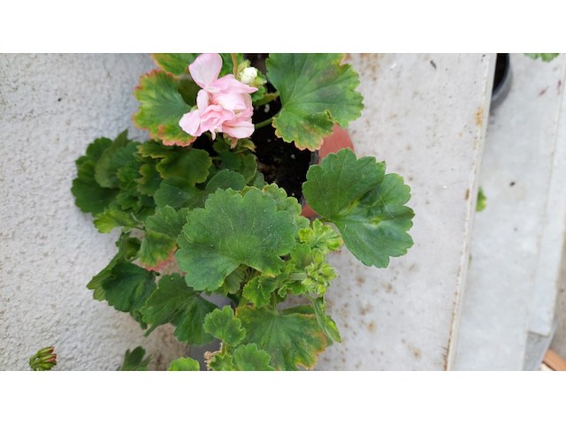 Pelargonia (muskatla)