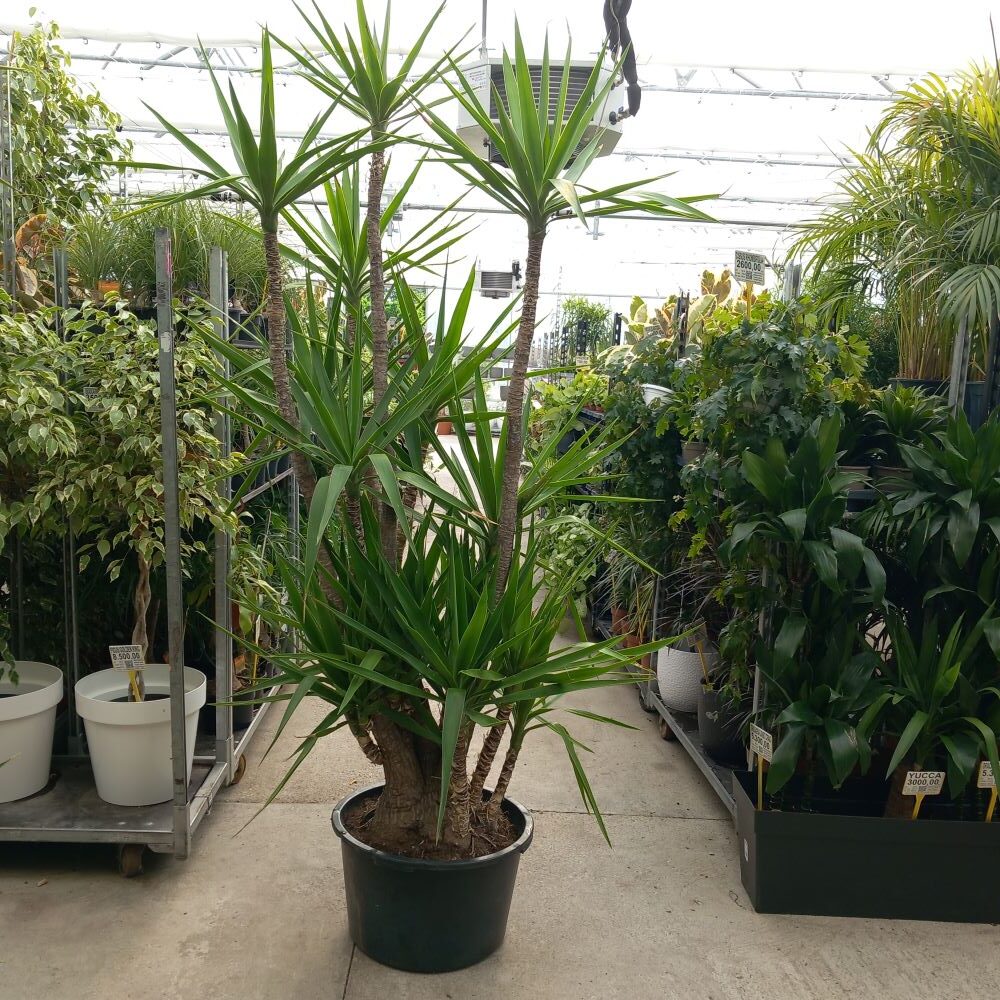 Yucca single multistem 250 cm