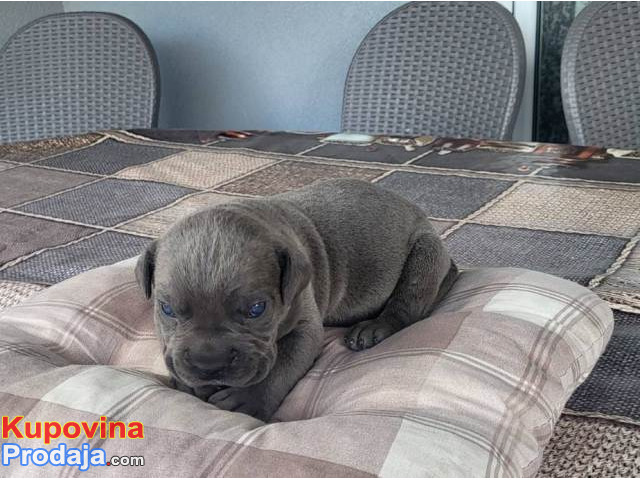 Cane Corso, rezervacija štenaca