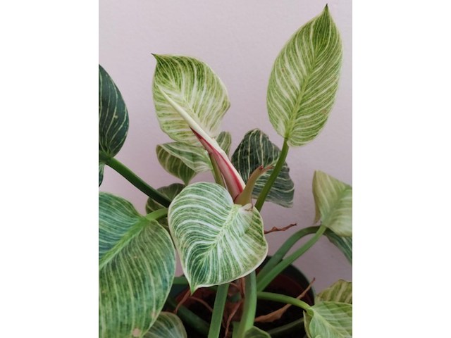 Philodendron Birkin