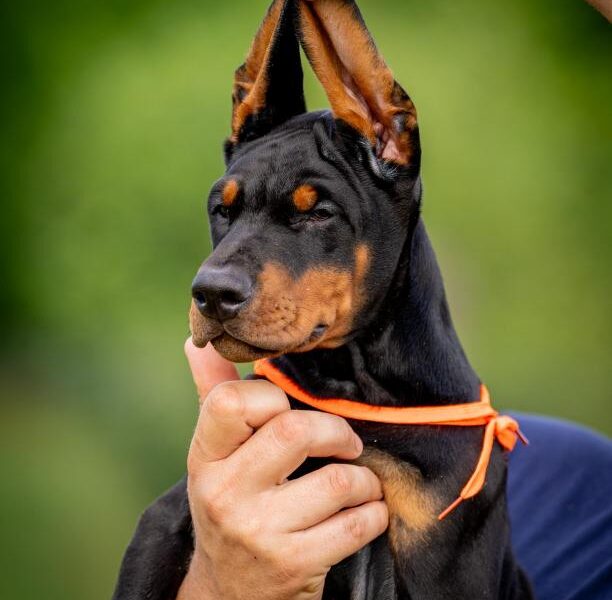 Doberman prelepi štenci