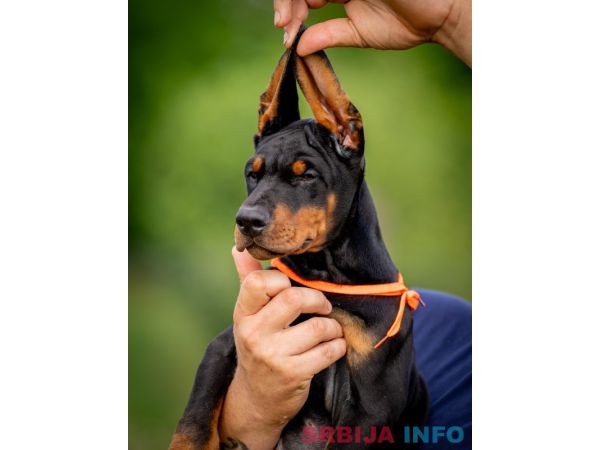 Doberman prelepi štenci