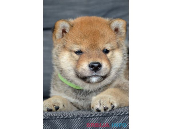 Shiba Inu štenci