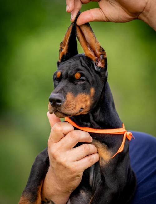 Doberman štenci