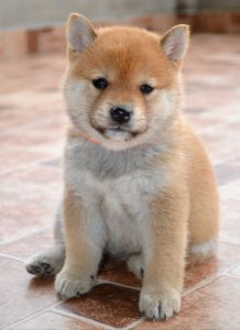 Shiba Inu štenci