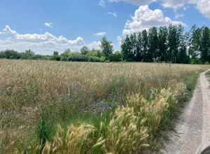 Prodaja Ostale nekretnine - Subotica, Makova sedmica