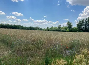 Prodaja Ostale nekretnine - Subotica, Makova sedmica