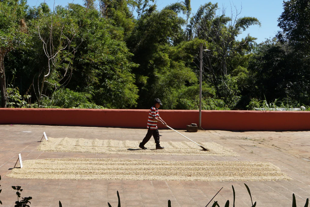 El Salvador - Finca La Reforma SL28