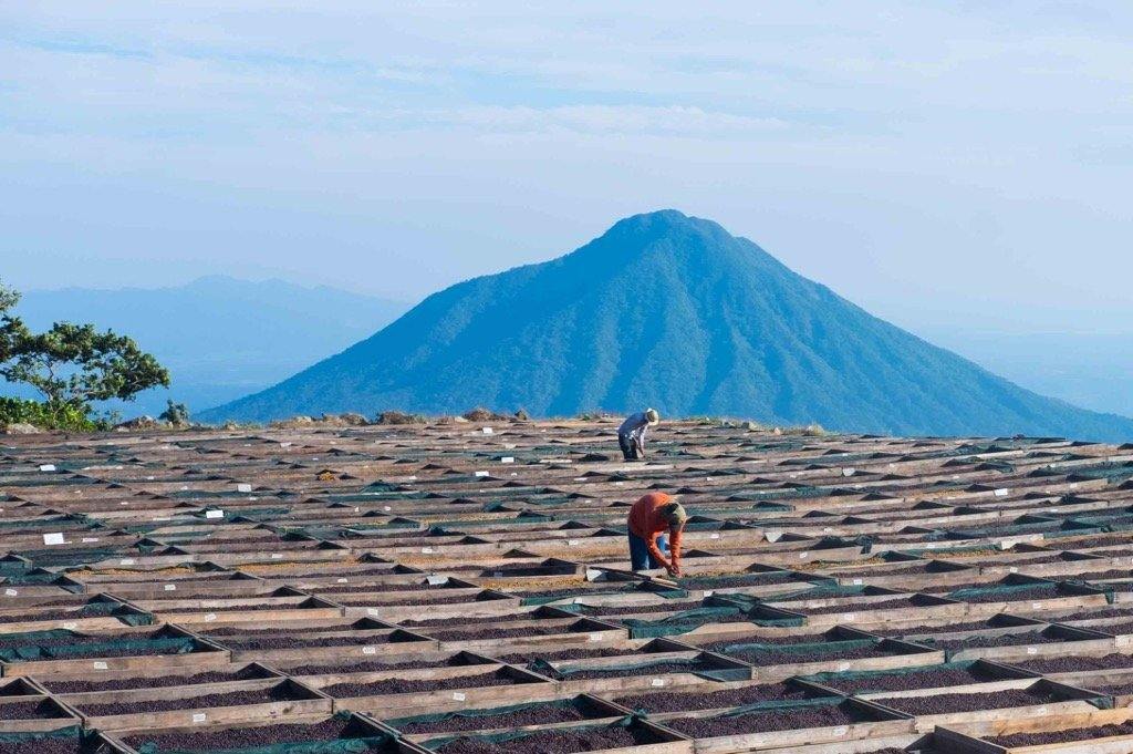 El Salvador Los Pirineos - Orange Bourbon