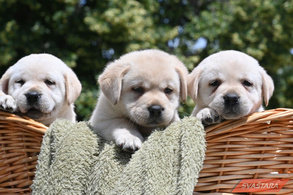 Labrador retriver prelepi štenci