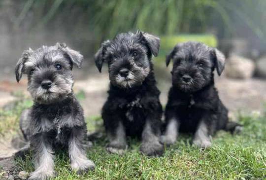 Patuljasti Šnaucer Miniature Schnauzer