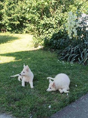 Beli švajcarski ovčar, štene