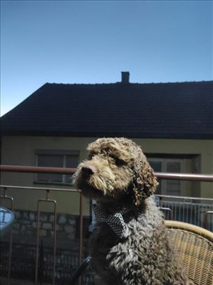 Odrastao mužjak za parenje rase lagotto romagnolo