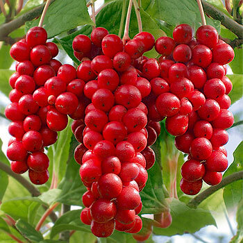 Šisandra (Schisandra chinensis)