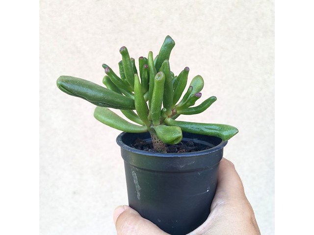 Crassula Ovata Gollum Drvo Novca