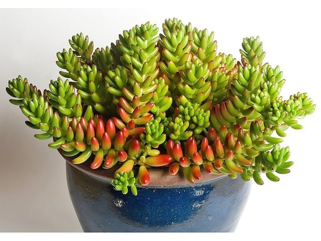 Sukulent Sedum Rubrotinctum