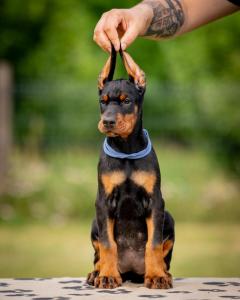 Doberman prelepi štenci