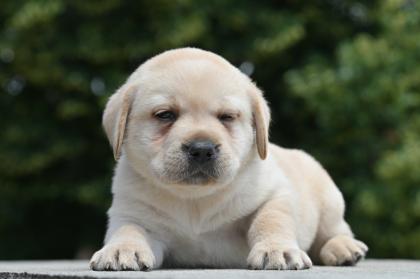 Labrador retriver prelepi štenci