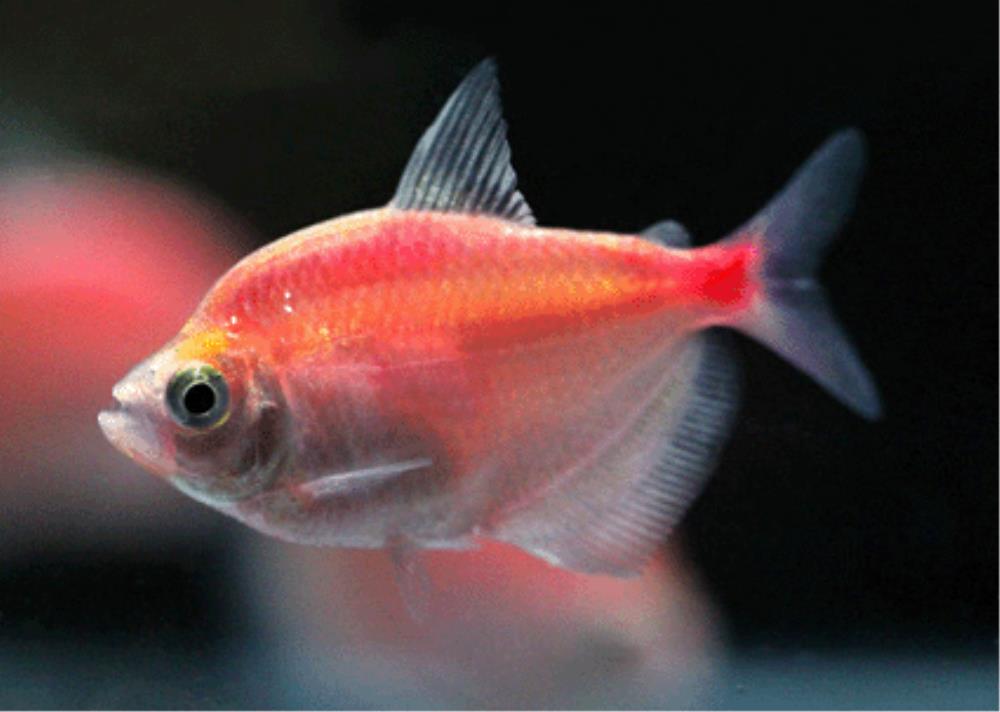 COLOR TETRA (GYMNOCORYMBUS TERNETZI)