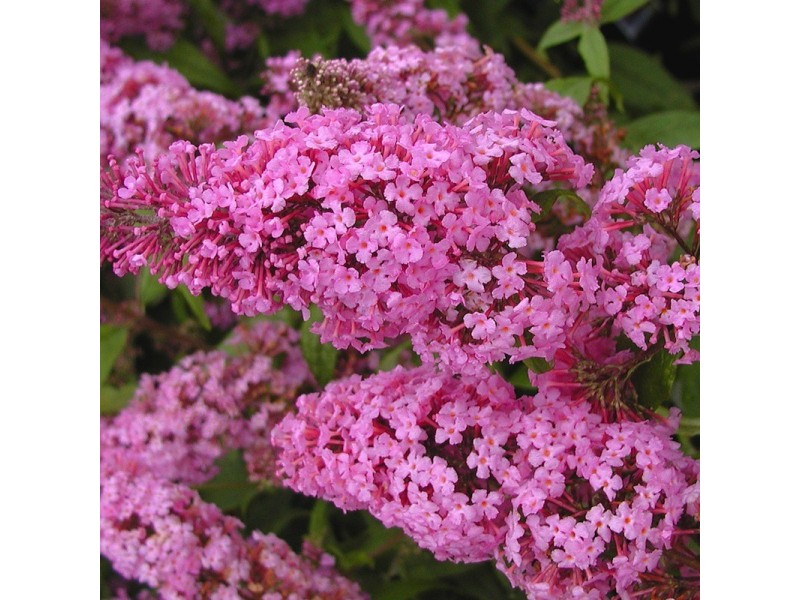 Letnji jorgovan - Buddleja davidii Pink Delight