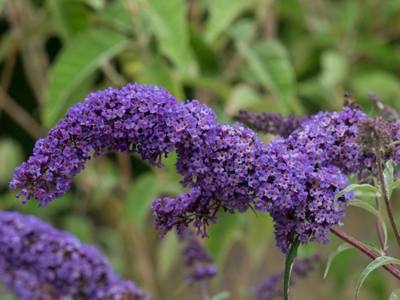 Letnji jorgovan - Buddleja davidii `Nanho Blue`