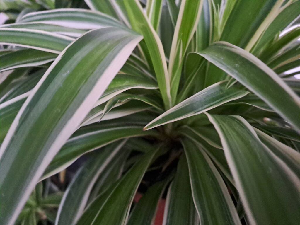 Chlorophytum, Dracena Dorado, Drvo Života, velike biljke, pogodne za