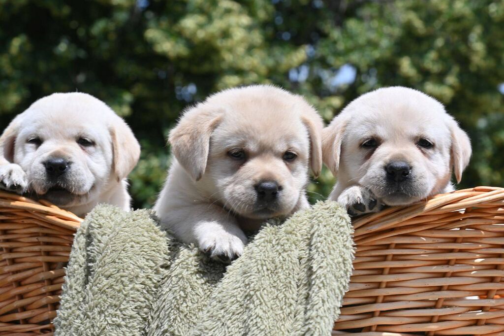 Na prodaju 3 prelepa muška šteneta labrador retrivera, sa rodovnikom