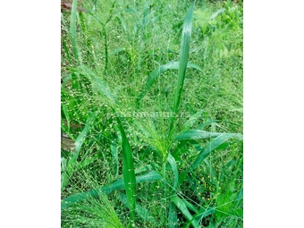 Ukrasna Trava - Panicum capillare 'Sparkling Fountain'