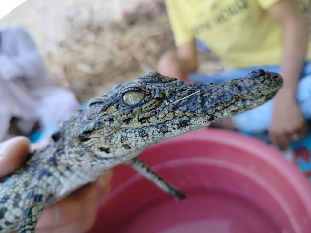 Nilski krokodil, 6 meseci, AKCIJA