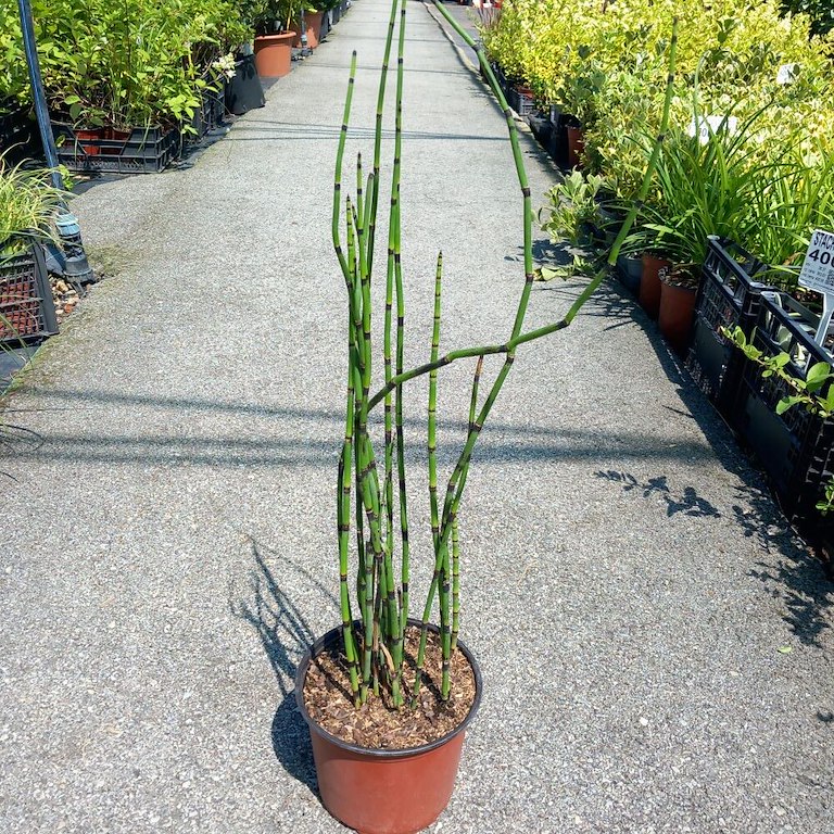 Equisetum hyemale 50 cm
