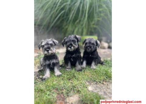 Patuljasti Šnaucer Miniature Schnauzer