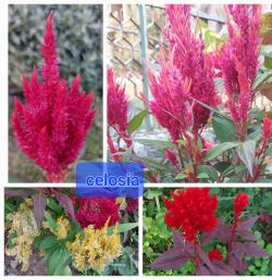 Amaranthus celosia ( petlova kresta)