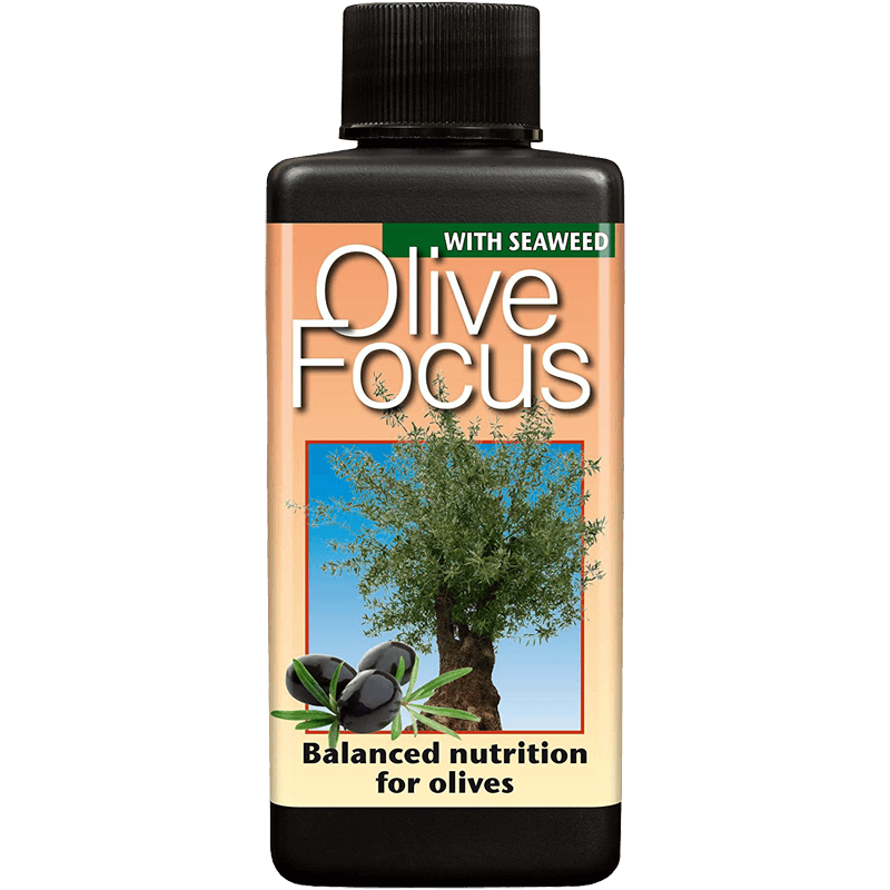 Olive Focus 100ml