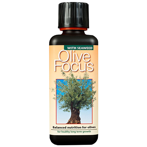 Olive Focus 300ml