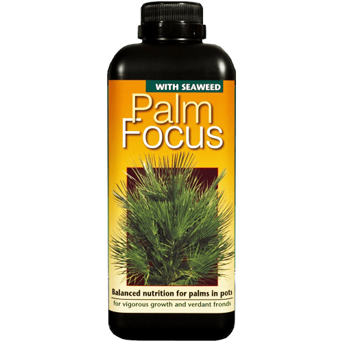 Palm Focus 1L