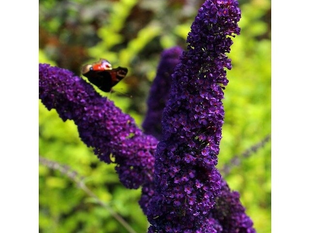 Letnji jorgovan - Buddleja davidii `Black Knight`